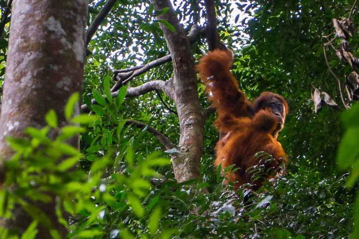 The Wild Bukit Lawang Orangutans - GlobeSlice