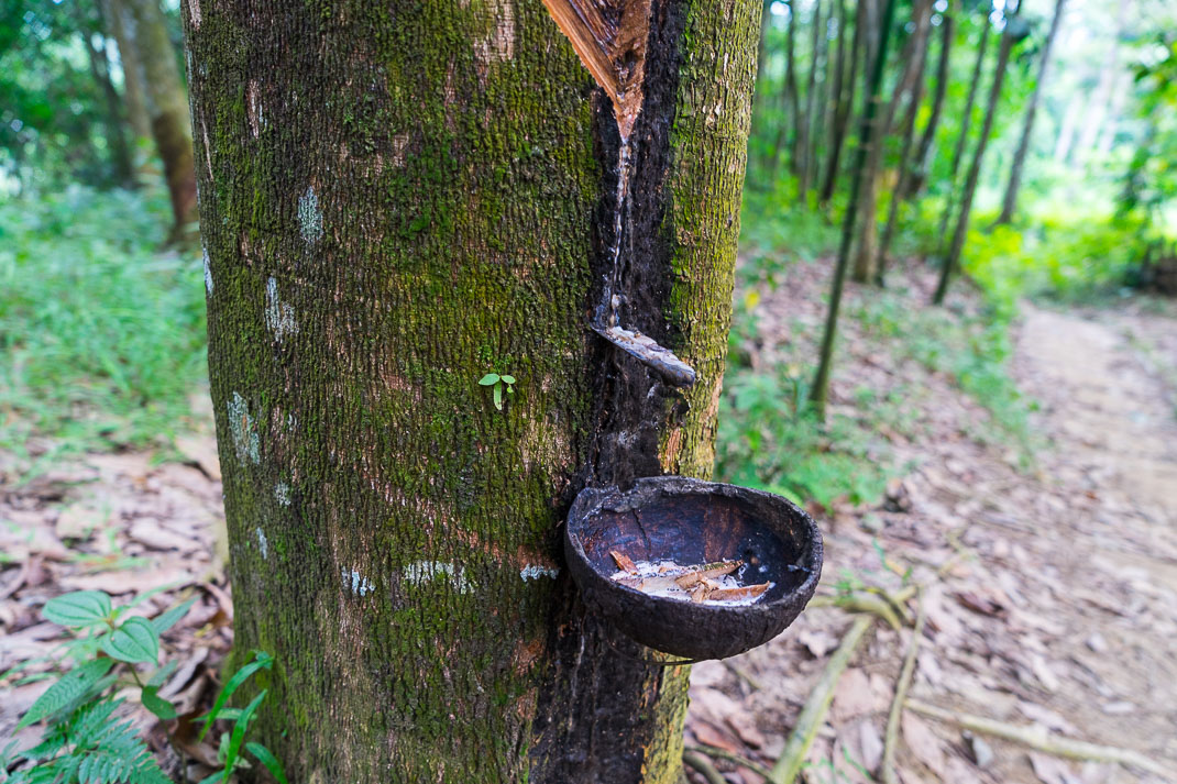 Bukit Lawang Archives - GlobeSlice