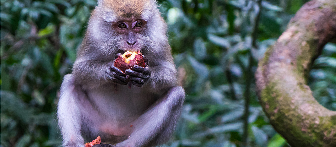 Video of the Week: The Wild Primates of Sumatra - GlobeSlice